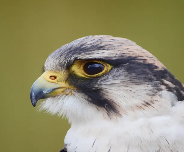 Imperial Falconry - Expert Falconry-Driven Bird Control Solutions
